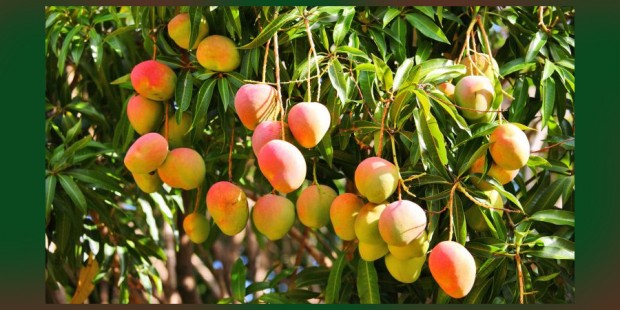 Conoce el verdadero origen de la expresión Mango Bajito en Venezuela