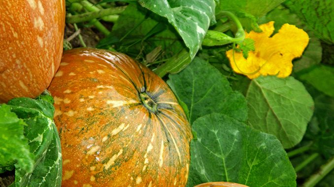 Encuentra aquí el significado correcto de la palabra Auyama